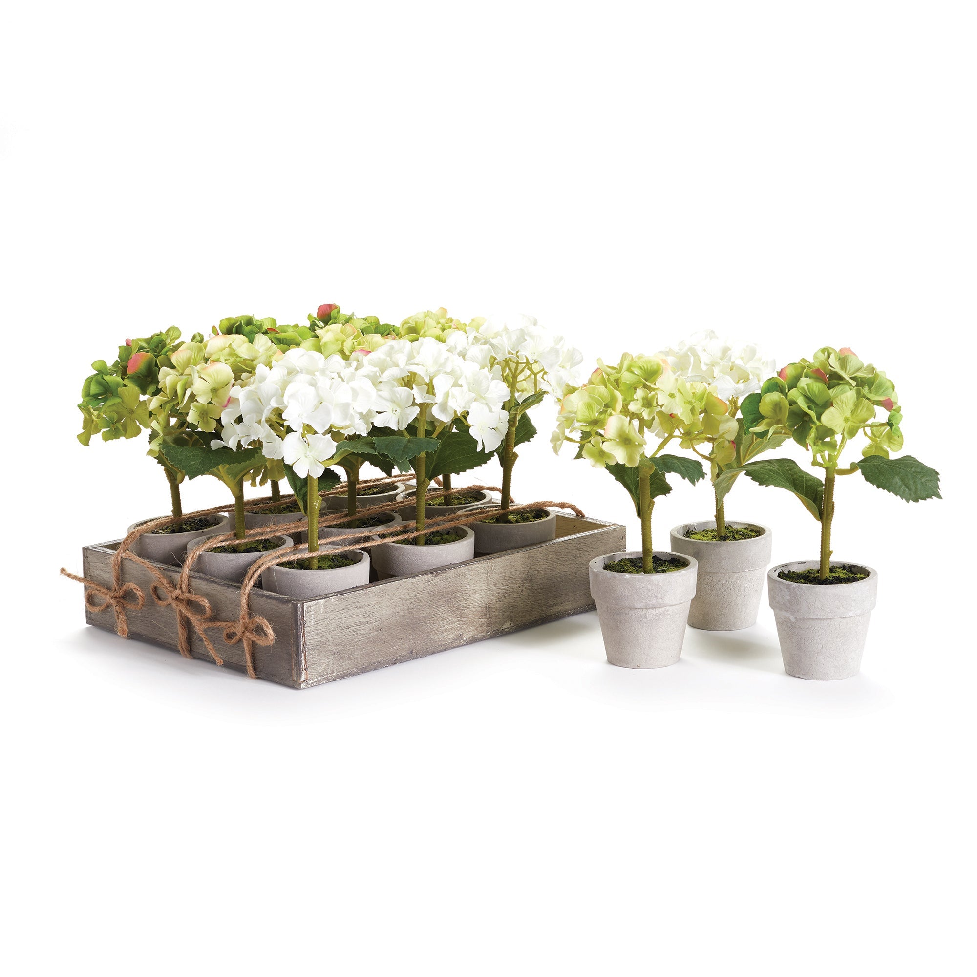 MINI HYDRANGEA